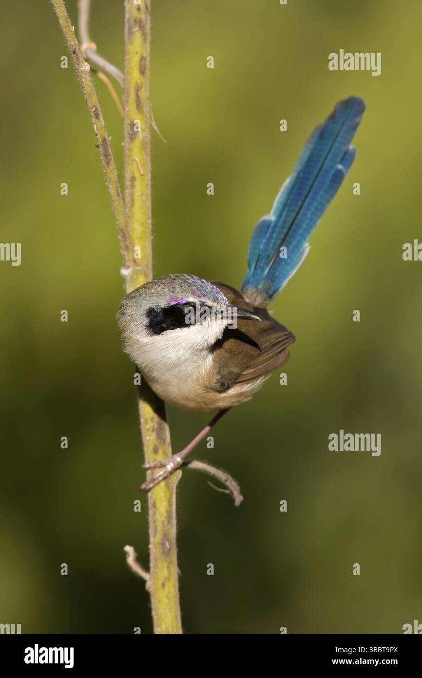 Purple-crowned Fairywren (Malurus coronatus) male, Western Australia ...