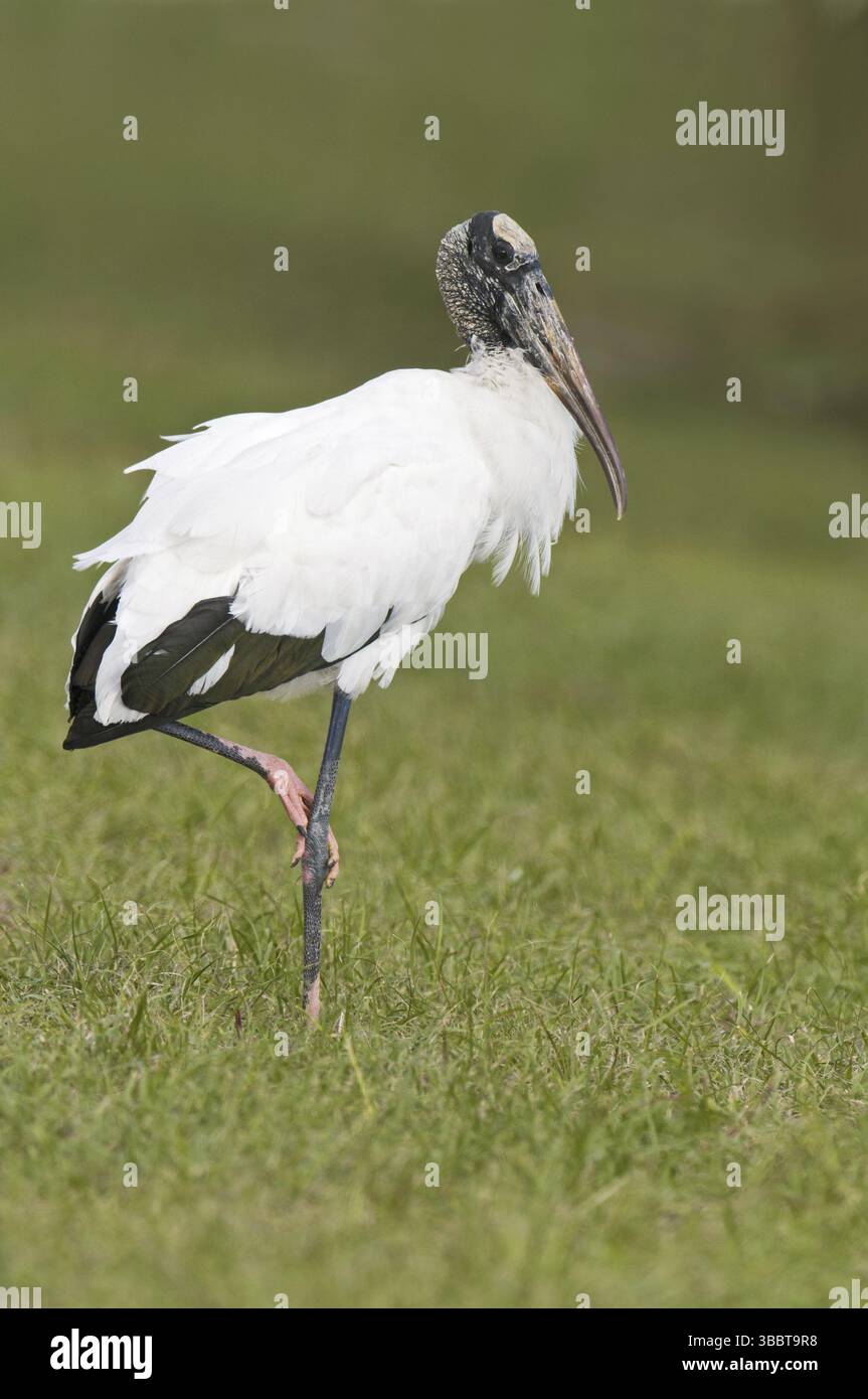 Wood Stork (Mycteria americana), Florida, USA, North America Stock ...