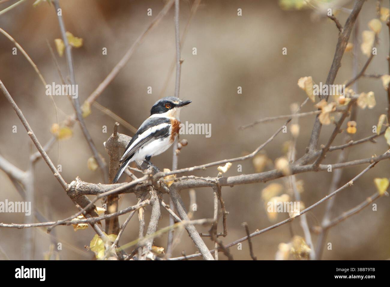 Brubru nilaus afer hi-res stock photography and images - Alamy