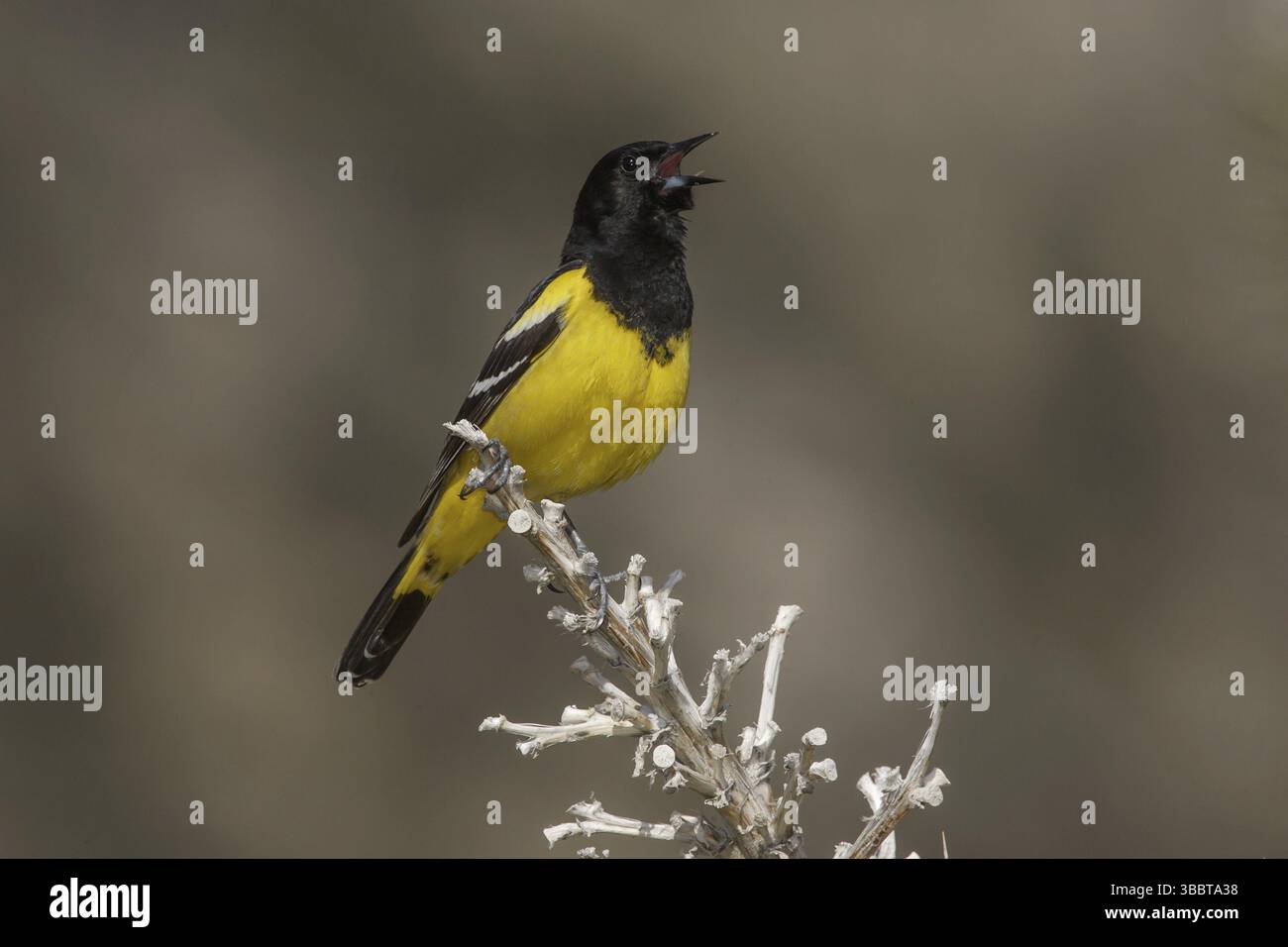 Scott's Oriole (Icterus parisorum) male singing, California, USA, North ...
