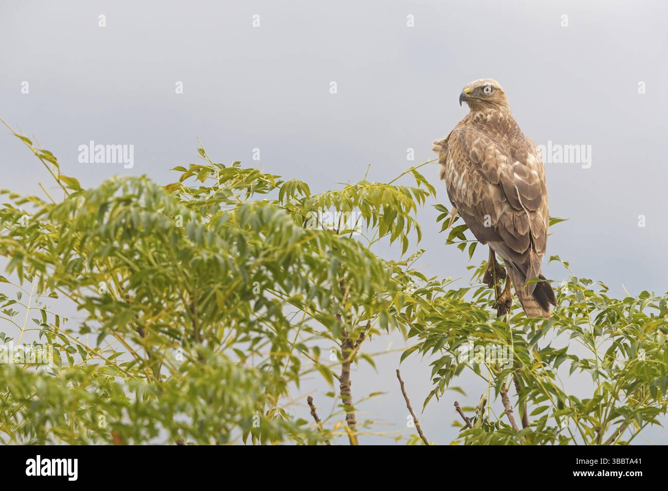 Adlerbussard, Long-legged Buzzard, Buteo rufinus, Buse feroce, Busardo ...