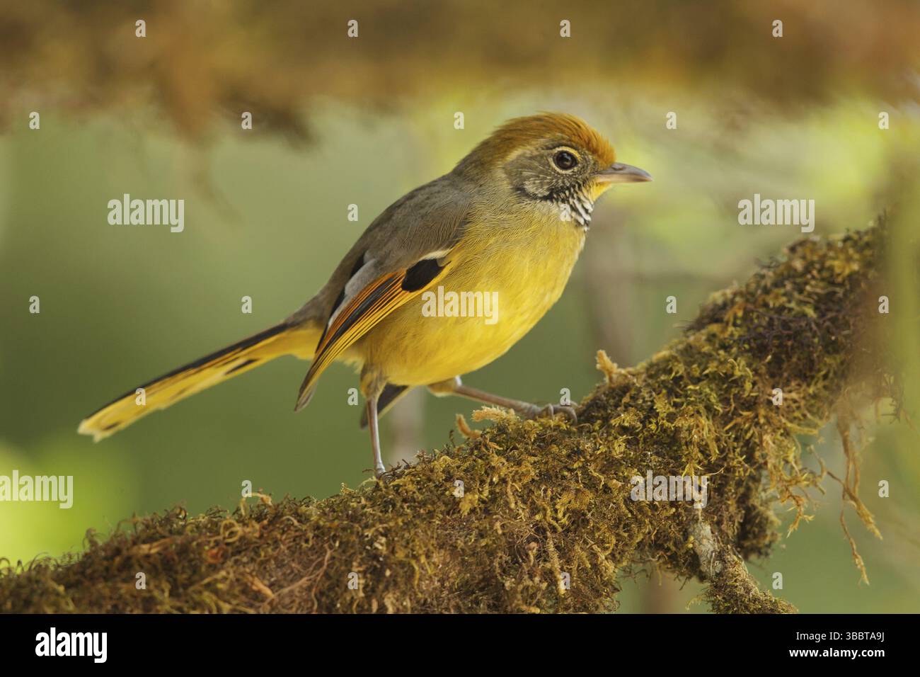 Bar-throated Minla (Minla strigula), Doi Inthanon, Thailand, Asia Stock ...