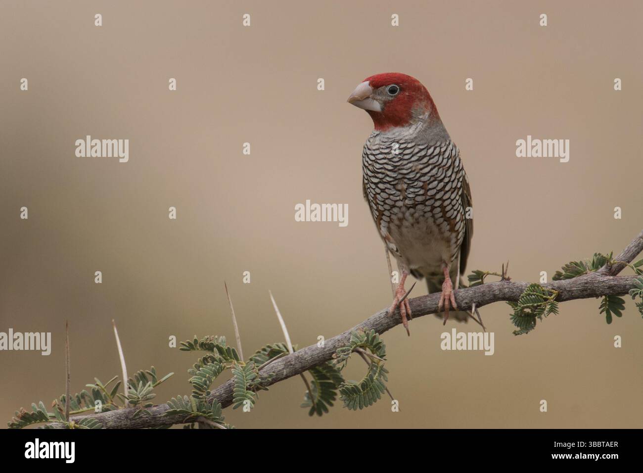 Red-headed Finch (Amadina erythrocephala) male, Northern Cape, South ...