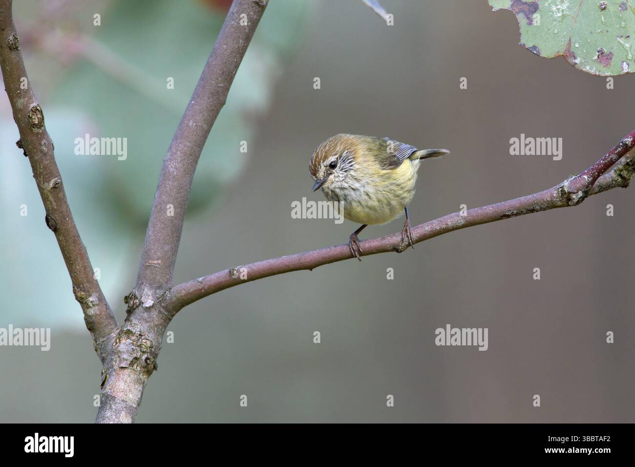Striated Thornbill (Acanthiza lineata), Victoria, Australia, Oceania ...
