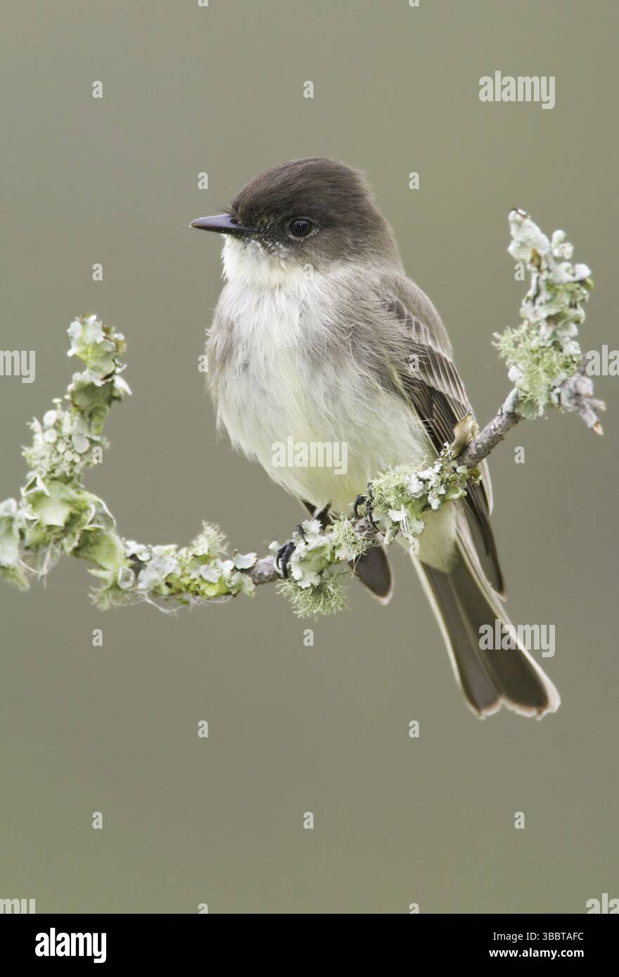 Eastern Phoebe (Sayornis phoebe), Texas, USA, North America Stock Photo ...
