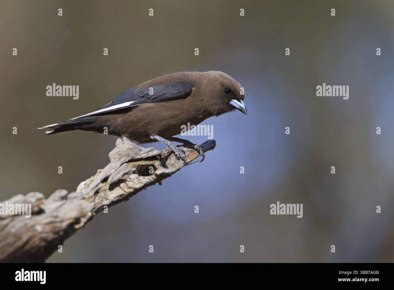Dusky Woodswallow (Artamus cyanopterus), Victoria, Australia, Oceania ...