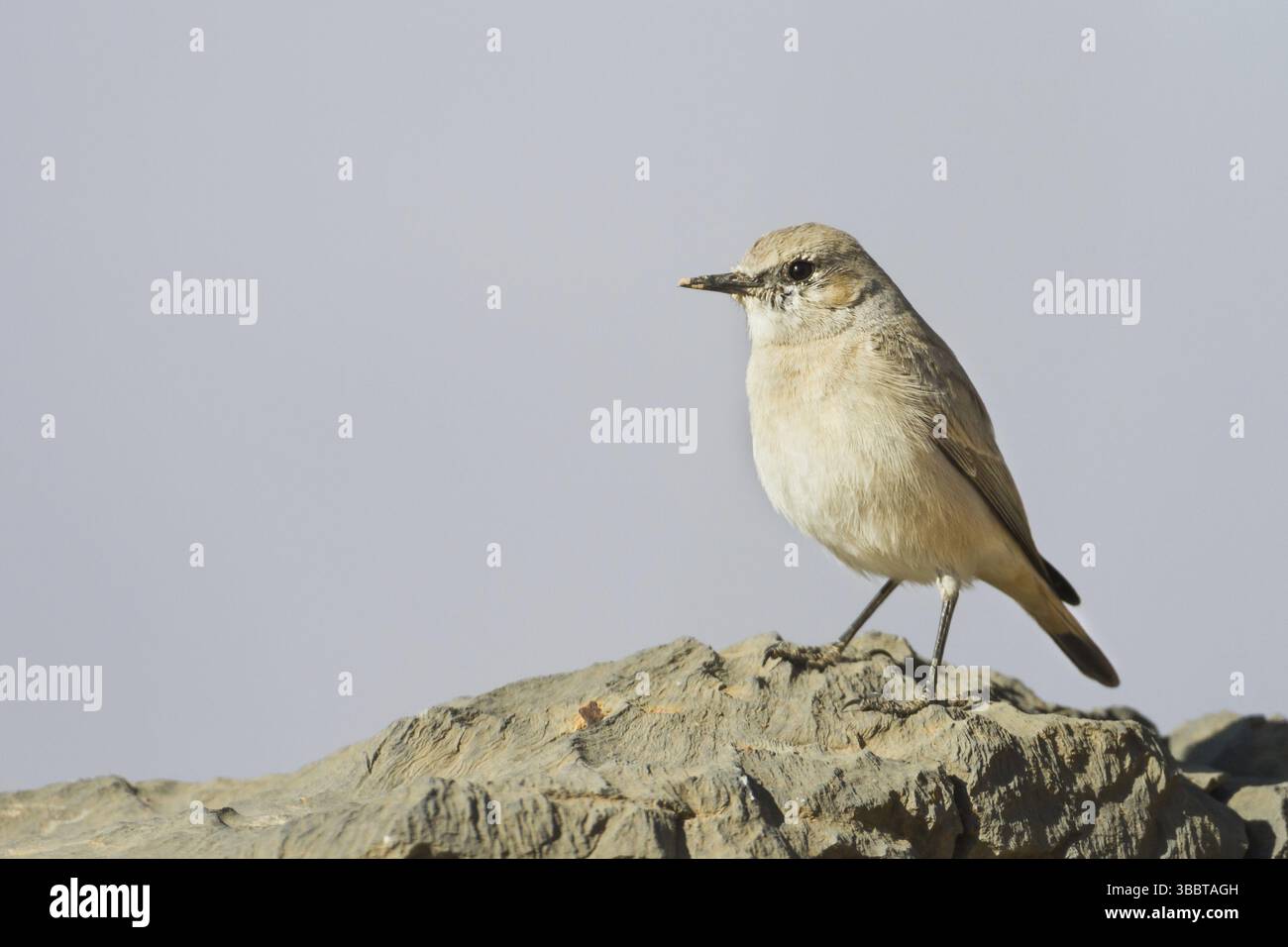 Red-tailed Wheatear (Oenanthe chrysopygia), Oman, Asia Stock Photo - Alamy