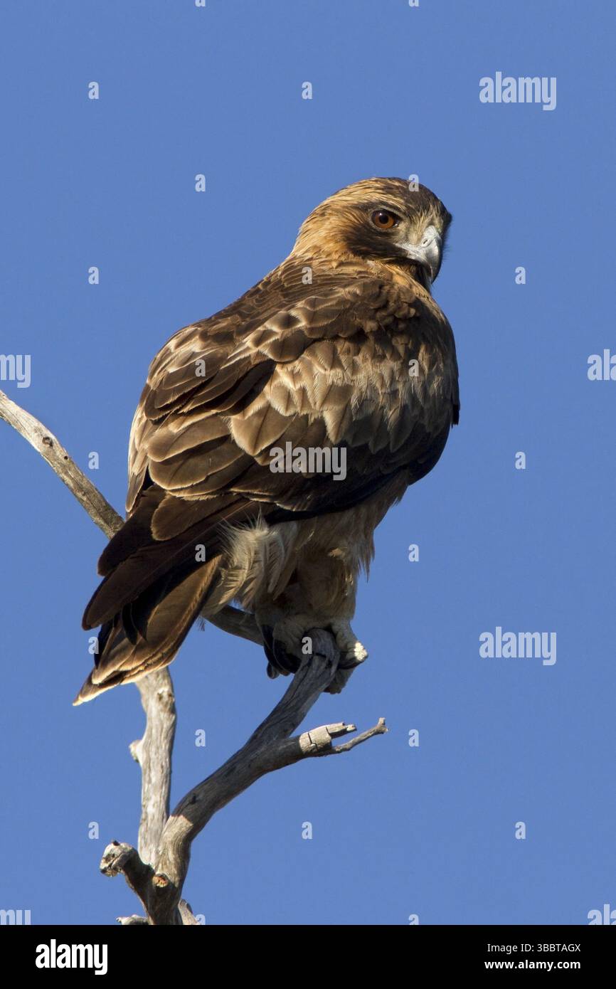 Little Eagle (Hieraaetus morphnoides), Western Australia, Australia ...