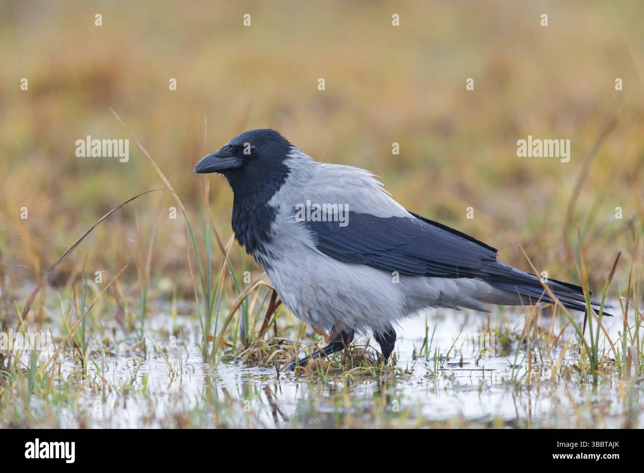 Nebelkraehe, Hooded Crow, Northern Carrion Crow, Corvus corone cornix ...
