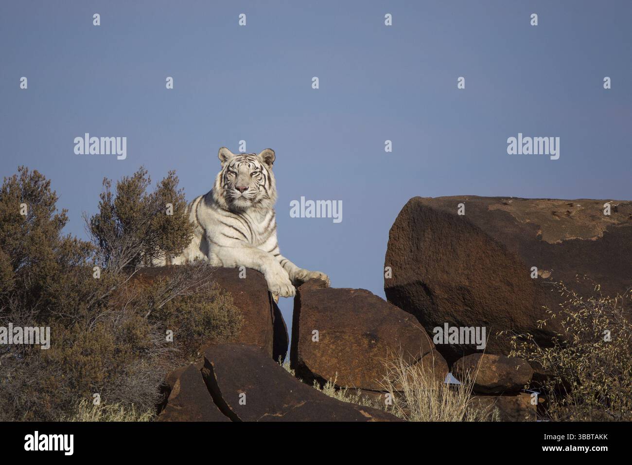 Bengal Tiger (Panthera tigris) white morph adult lying on rocks ...