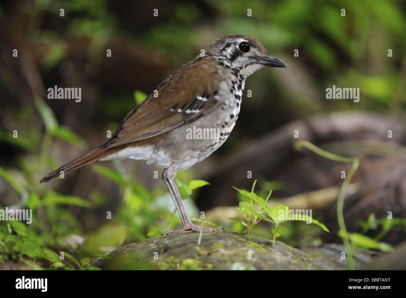 Spot-winged Thrush (Geokichla spiloptera), Sri Lanka, Asia Stock Photo ...