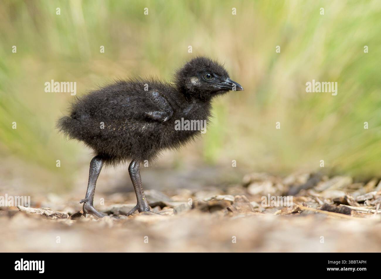Buff-banded Rail (Gallirallus philippensis) chick, Victoria, Australia ...