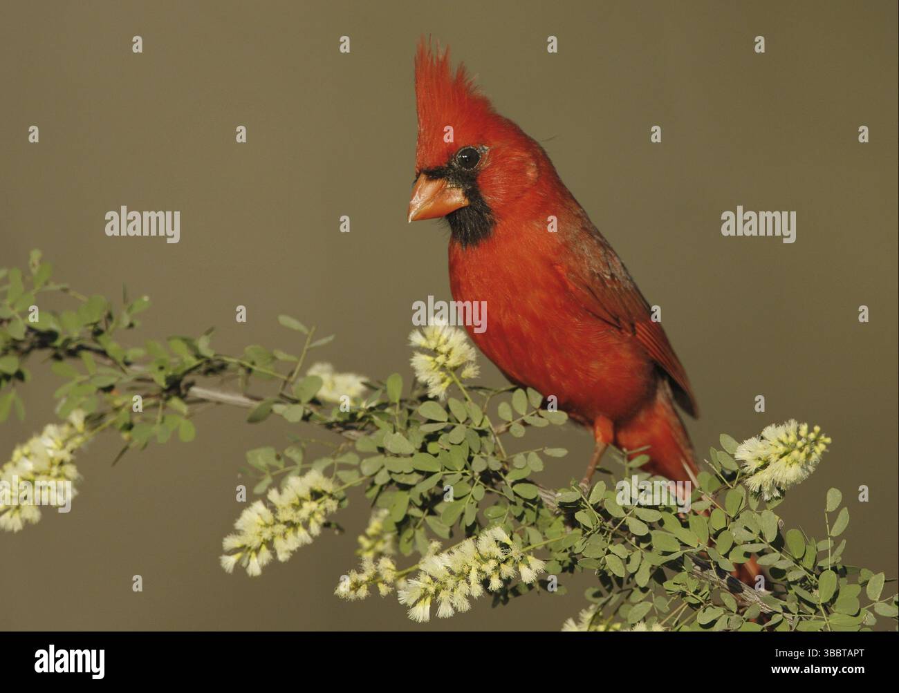 Northern Cardinal (Cardinalis cardinalis), Texas, USA, North America ...