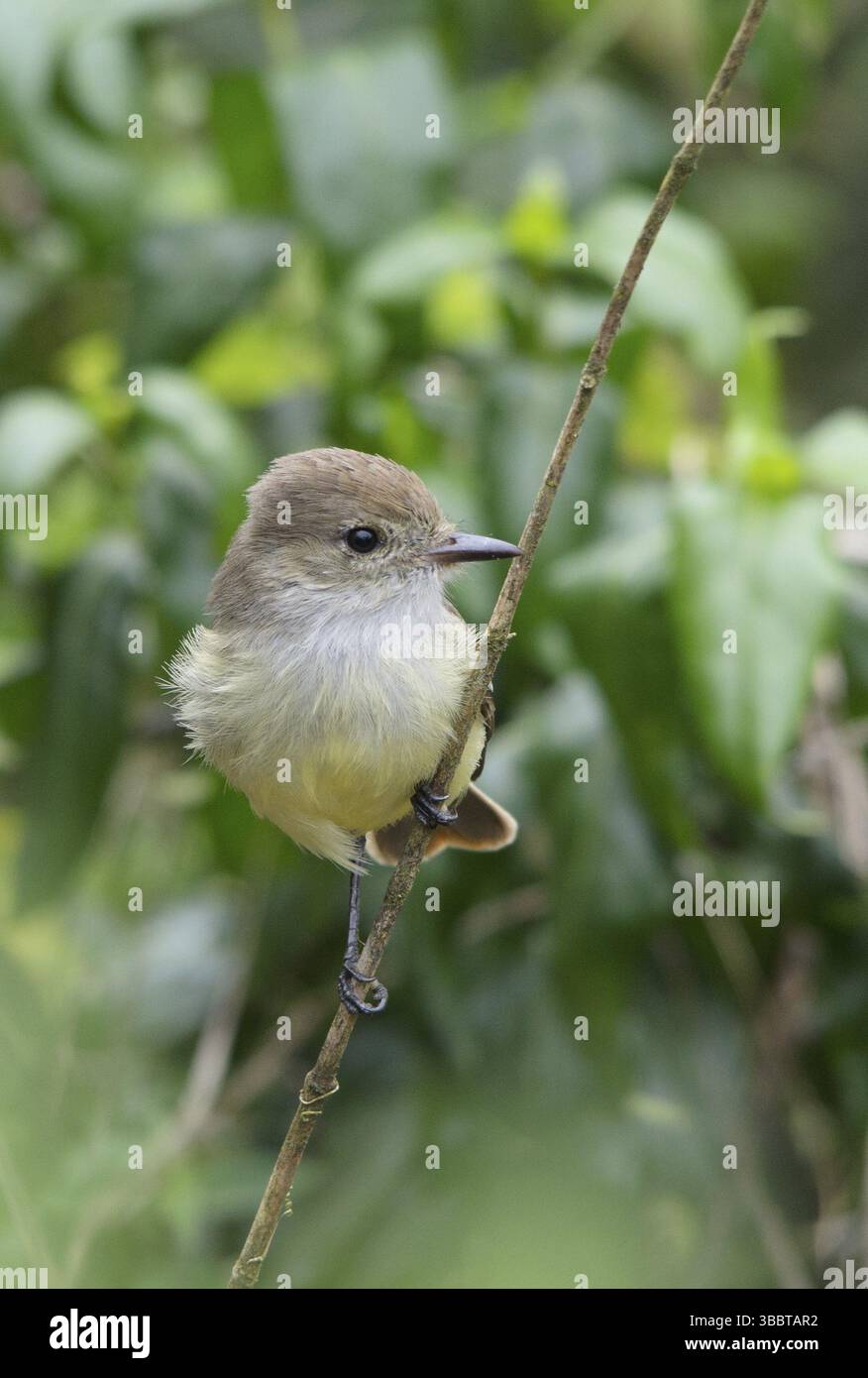 Galapagos Flycatcher (Myiarchus magnirostris), Galapagos, Ecuador ...
