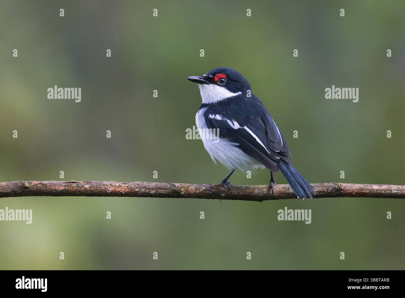 Brown-throated Wattle-eye (Platysteira cyanea) male perched on a branch ...