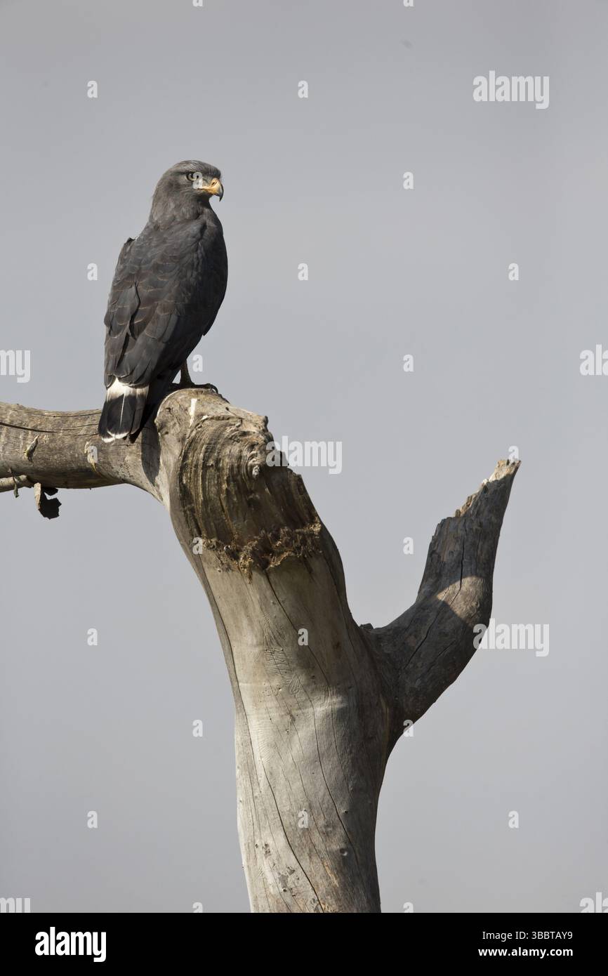 Western Banded Snake Eagle (Circaetus cinerascens) perched on an old ...