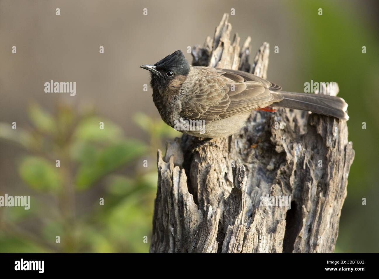 Red-vented Bulbul (Pycnonotus cafer), Yunnan, China, Asia Stock Photo ...