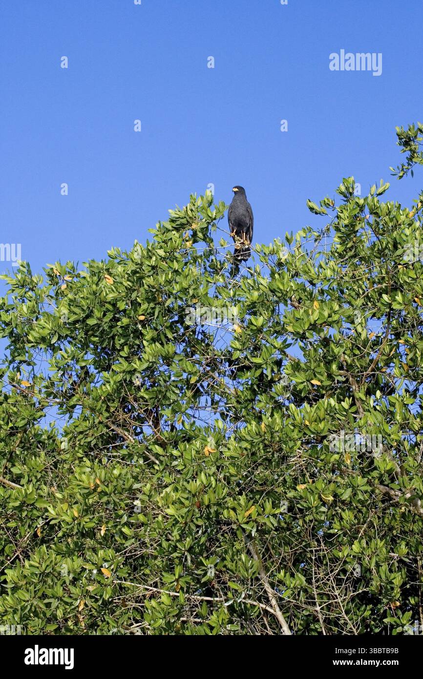 Common Black Hawk Buteogallus anthracinus San Blas, Nayarit, Mexico 28 ...