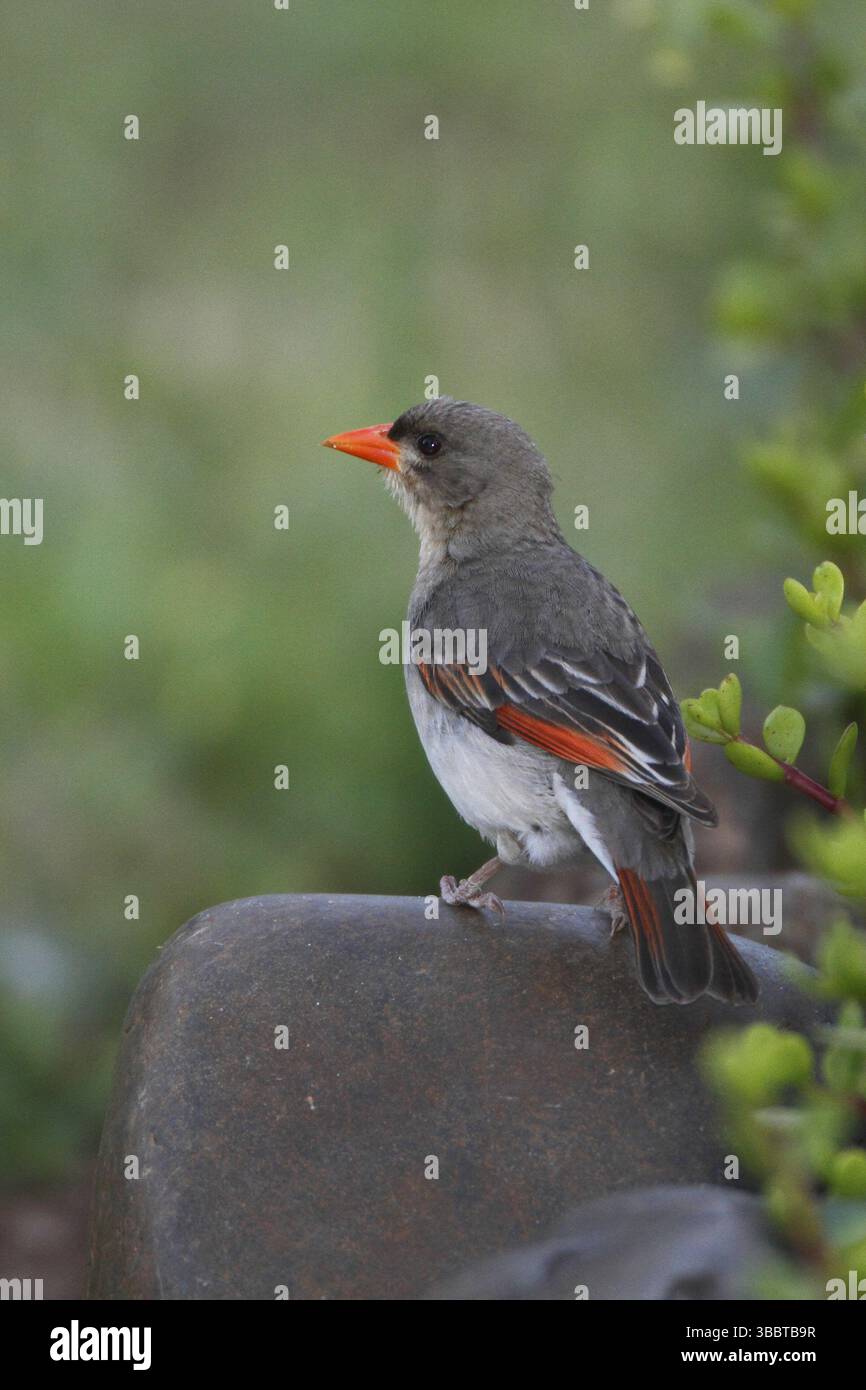 Red-headed Weaver (Anaplectes rubriceps leuconotos) female, Lake ...