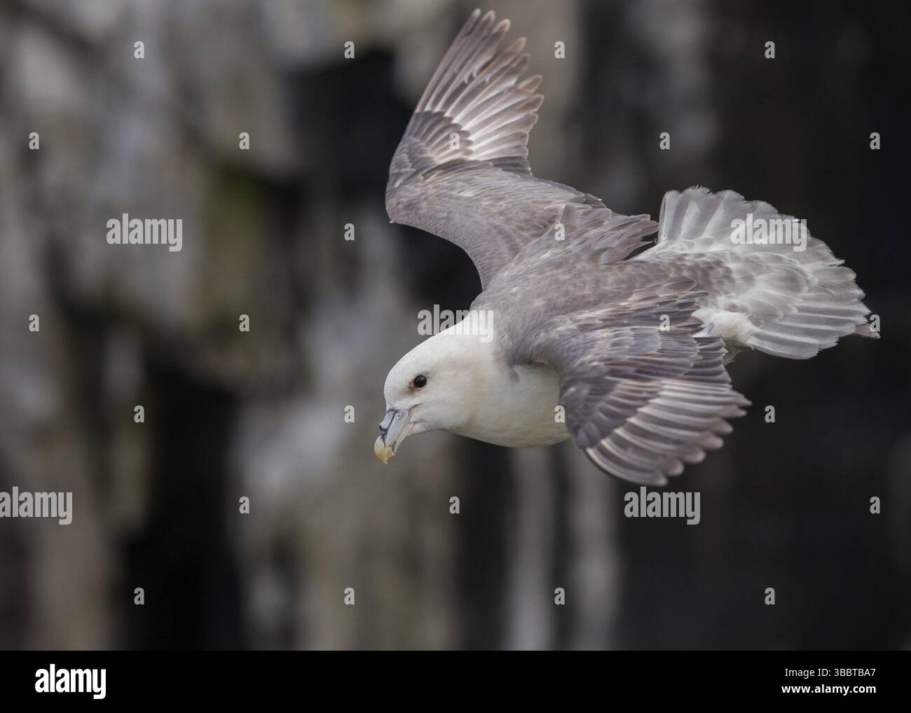 Northern Fulmar (Fulmarus glacialis) flying, Scotland, United Kingdom ...