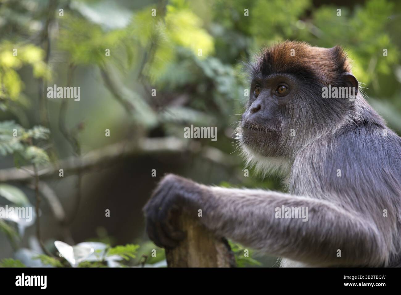 Ugandan red colobus (Piliocolobus tephrosceles) adult portrait, Bigodi ...