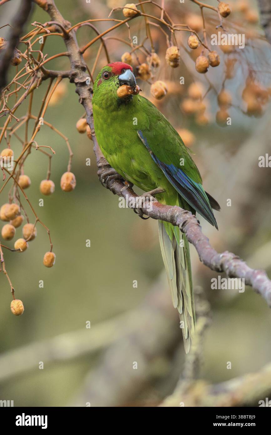 Norfolk Parakeet (Cyanoramphus cookii) feeding on fruits in a tree ...