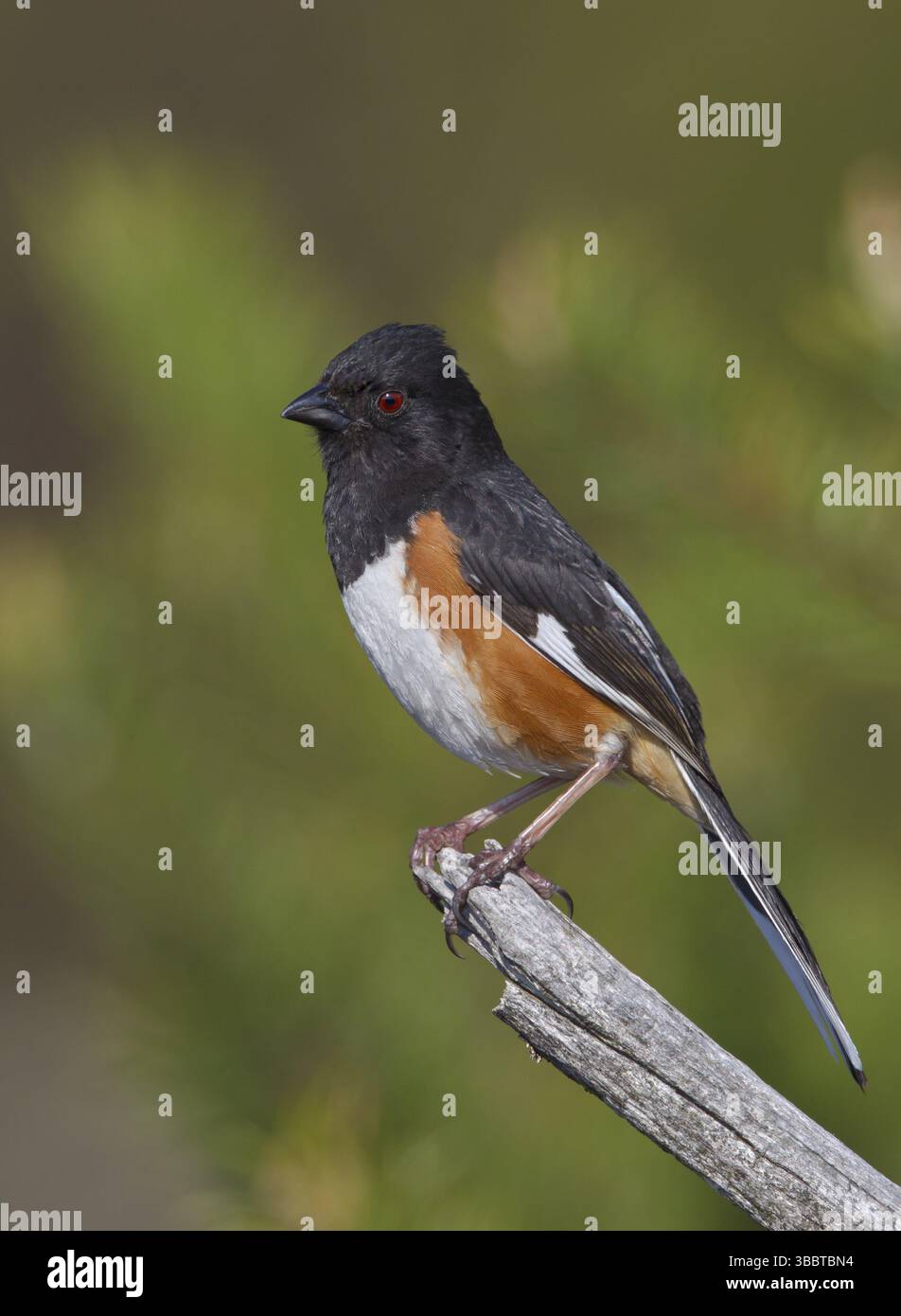 Eastern Towhee (Pipilo erythrophthalmus) male, Michigan, USA, North ...