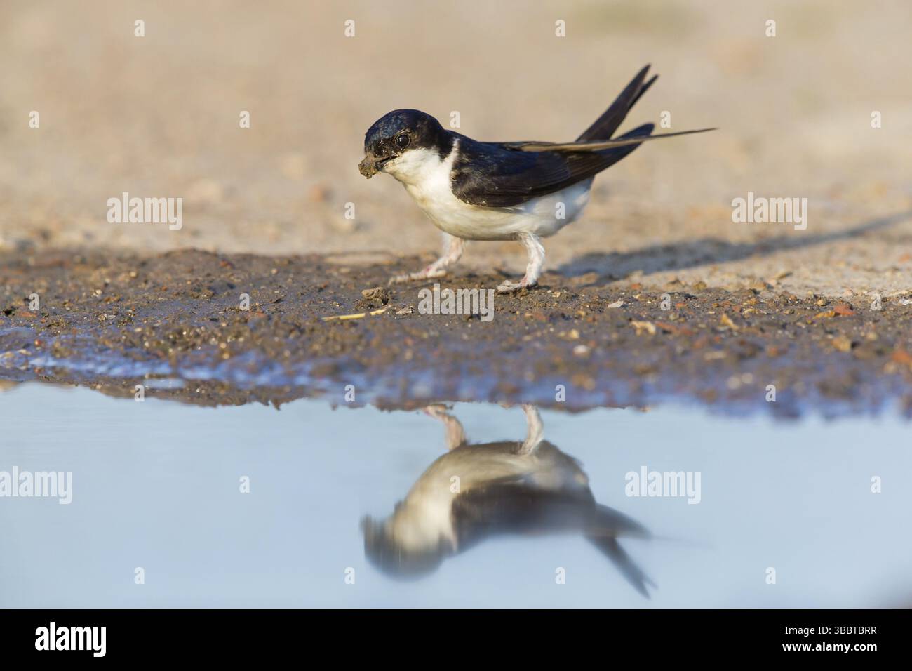 Mehlschwalbe, House Martin, Common House-Martin, Common House Martin ...