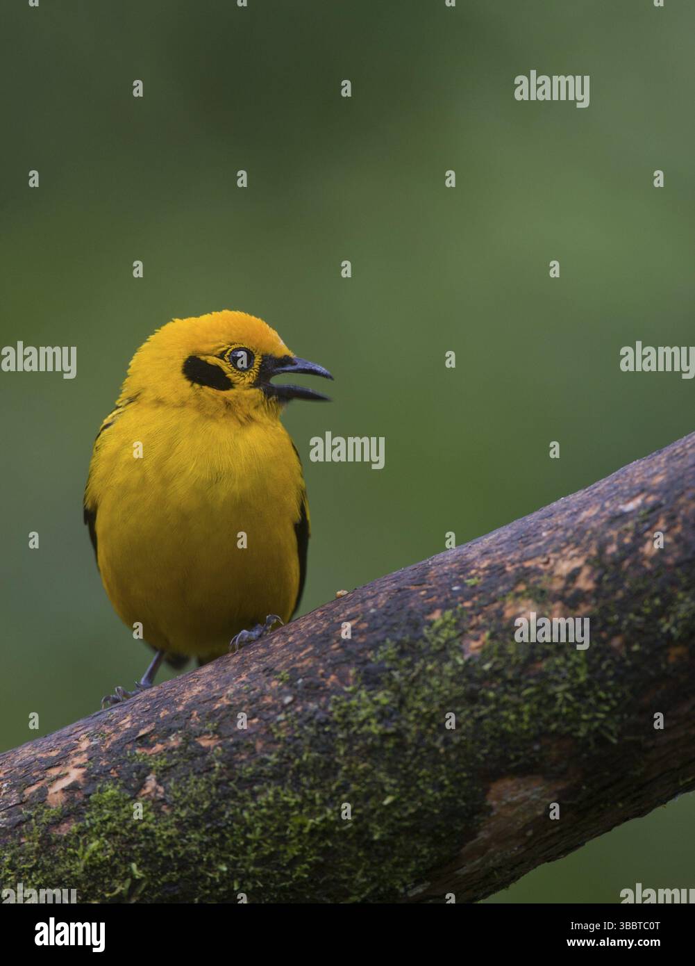 Golden Tanager (Tangara arthus), Pichincha, Ecuador, South America ...