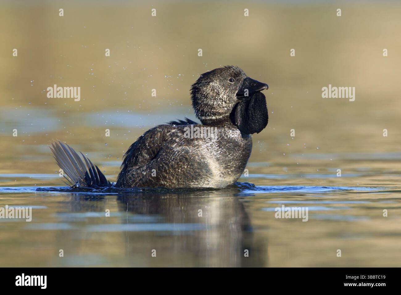 Musk Duck (Biziura lobata) male, Victoria, Australia, Oceania Stock ...