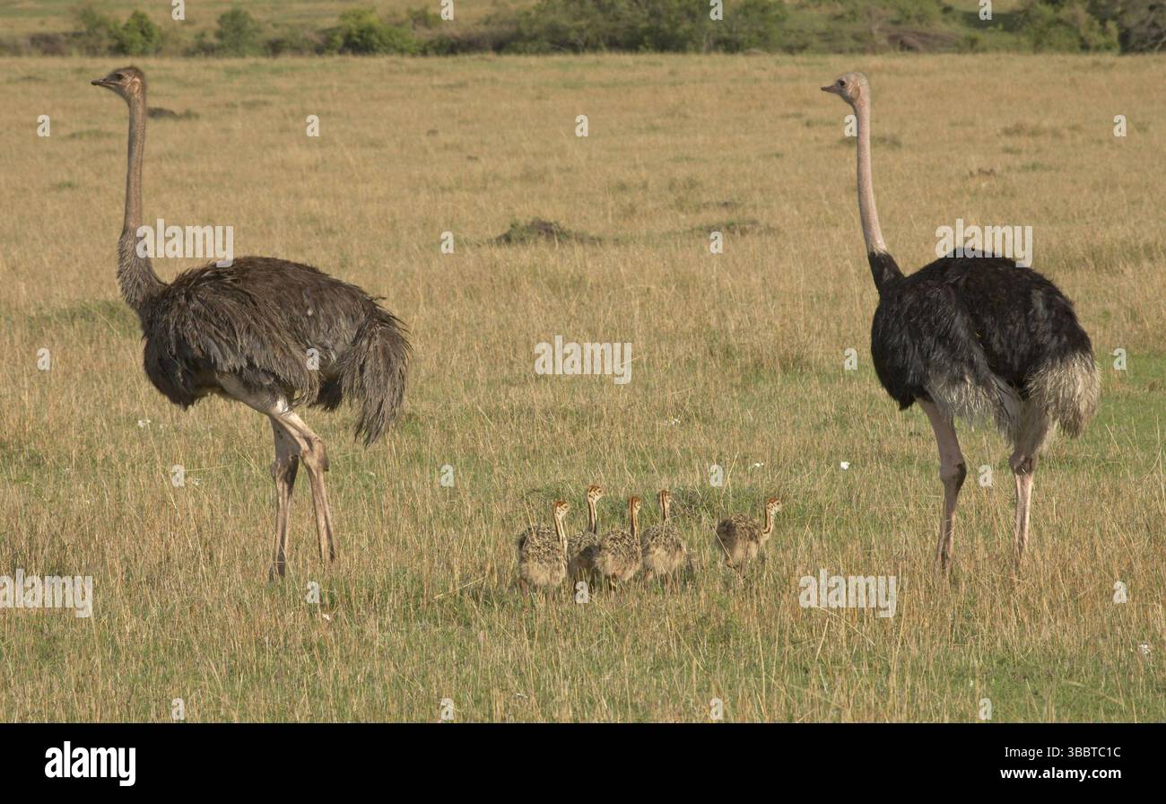 Common Ostrich (Struthio camelus) pair with chicks, Masai Mara, Kenya ...