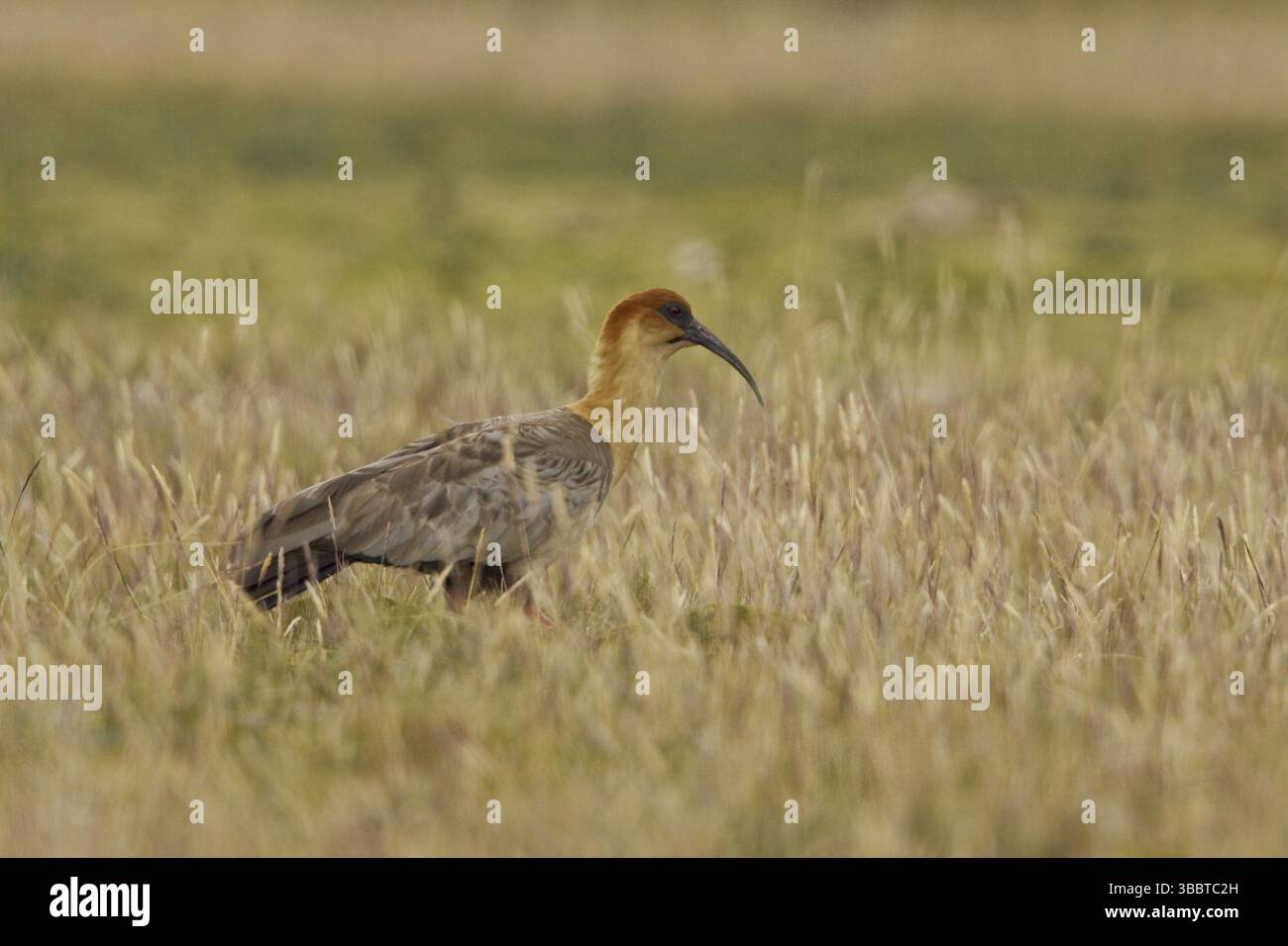 Black-faced Ibis (Theristicus melanopis), Ecuador, South America Stock ...