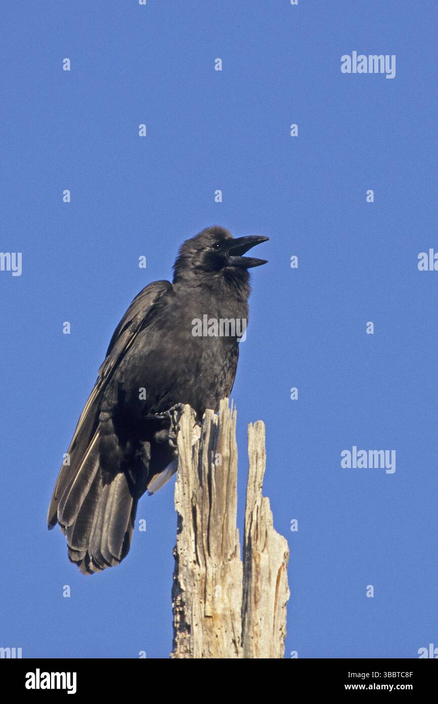 Hawaiian Crow, Alala, Corvus hawaiiensis, endangered Stock Photo - Alamy