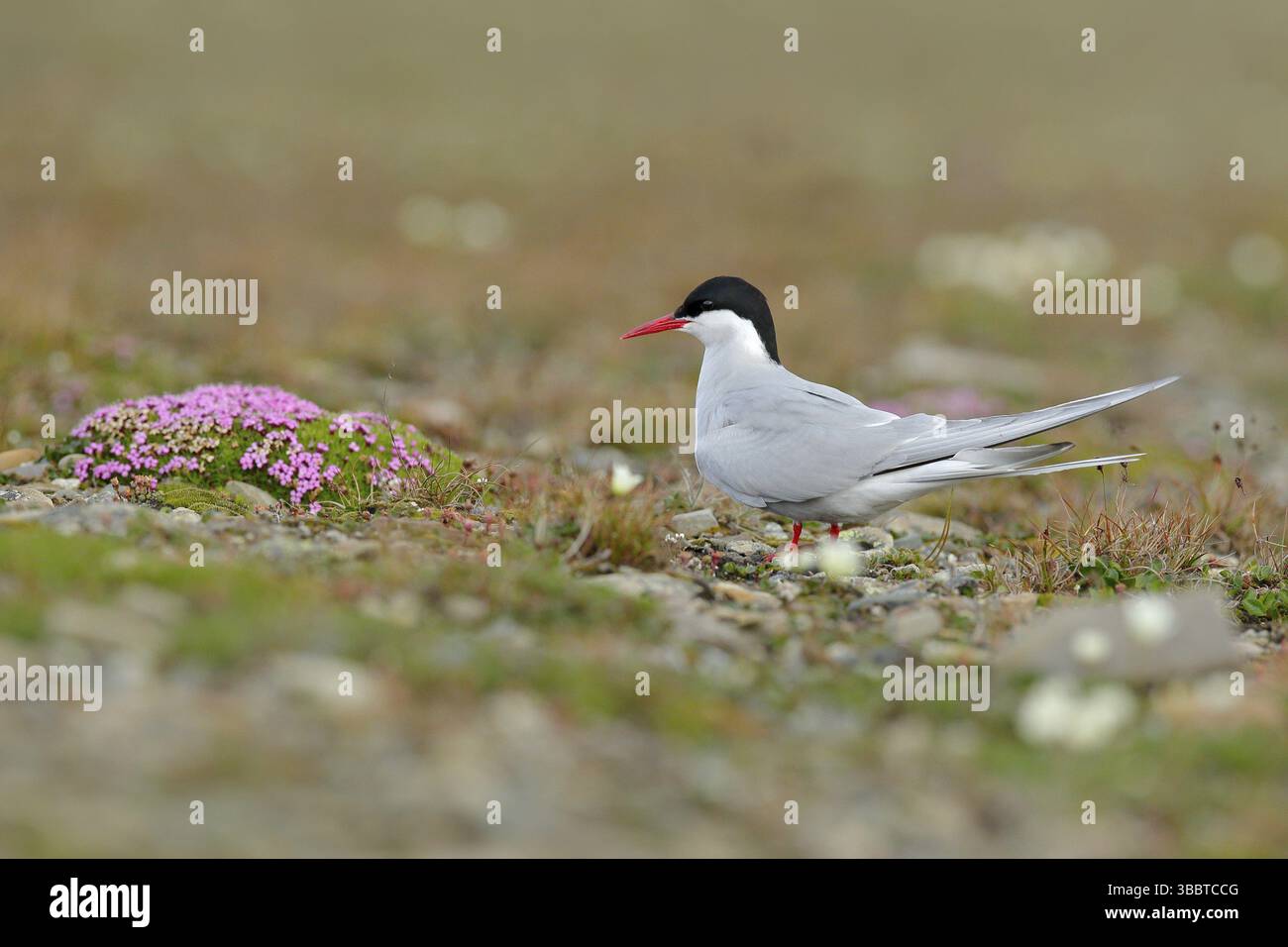 Arctic Tern, Sterna paradisaea, white bird with black cap, with Arctic ...
