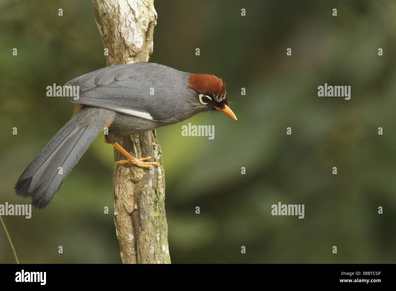 Chestnut-capped Laughingthrush (Garrulax mitratus), Fraser's Hill ...