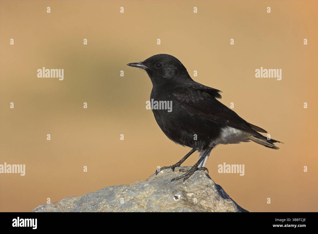 White-crowned Wheatear (Oenanthe leucopyga), Morocco, Africa Stock ...