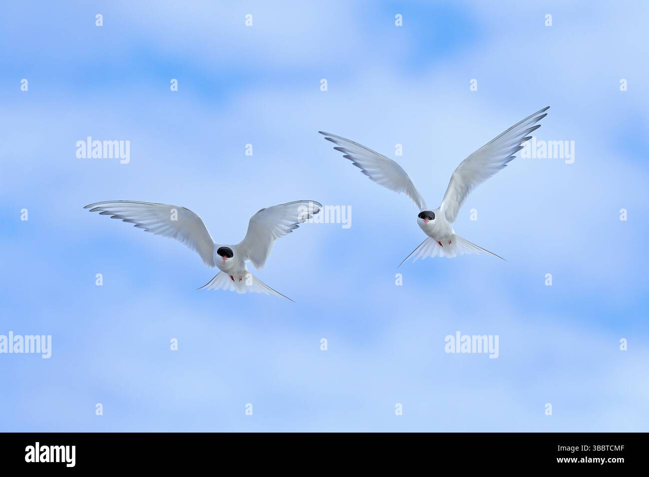 Arctic Tern in flight, Sterna paradisaea, white bird with black cap ...