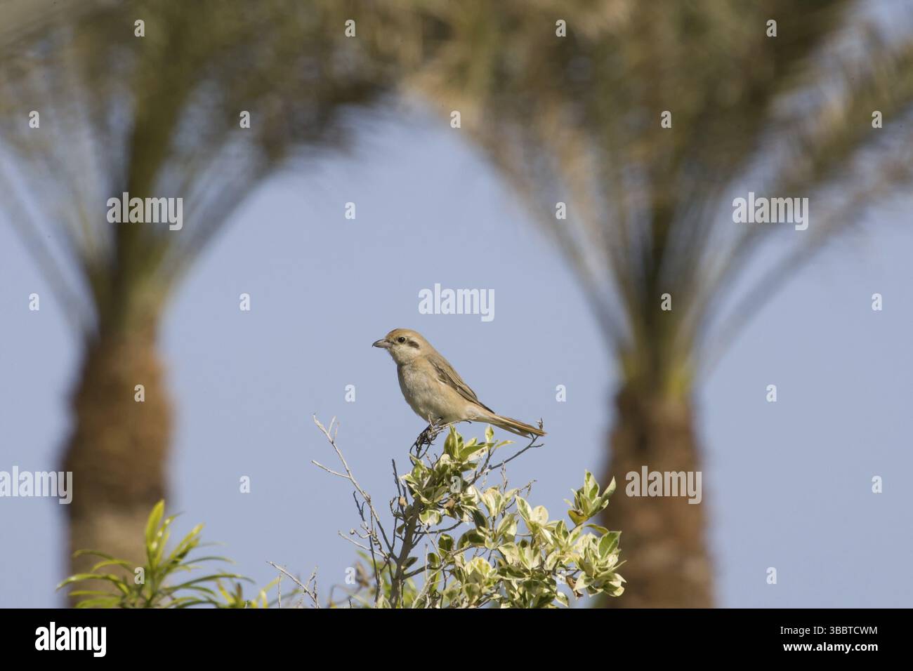 Isabelline Shrike (Lanius isabellinus), El Quseir, Egypt, Africa Stock ...