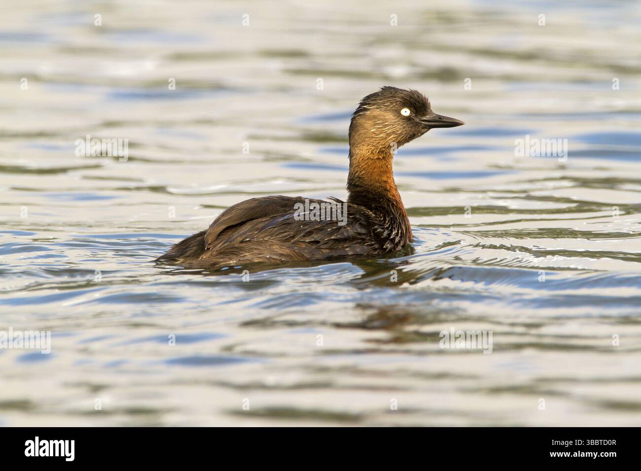 New Zealand Grebe (Poliocephalus rufopectus), Waikato, North Island ...