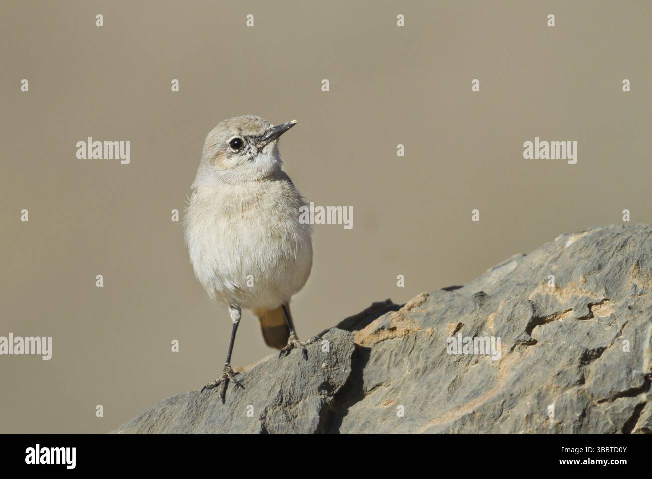 Red-tailed Wheatear (Oenanthe chrysopygia), Oman, Asia Stock Photo - Alamy