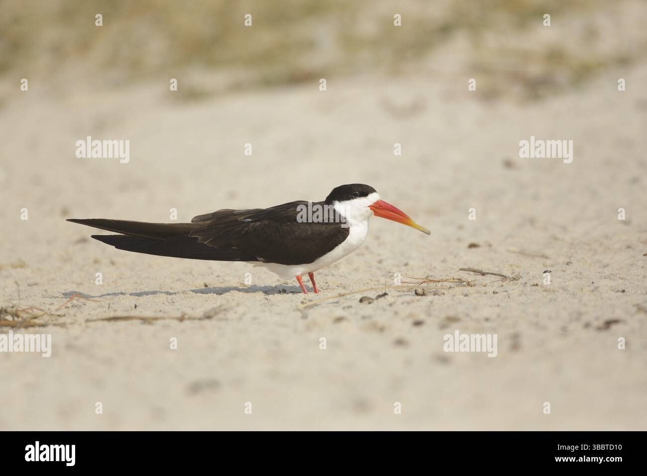 African Skimmer (Rynchops flavirostris), Chobe, Botswana, Africa Stock ...