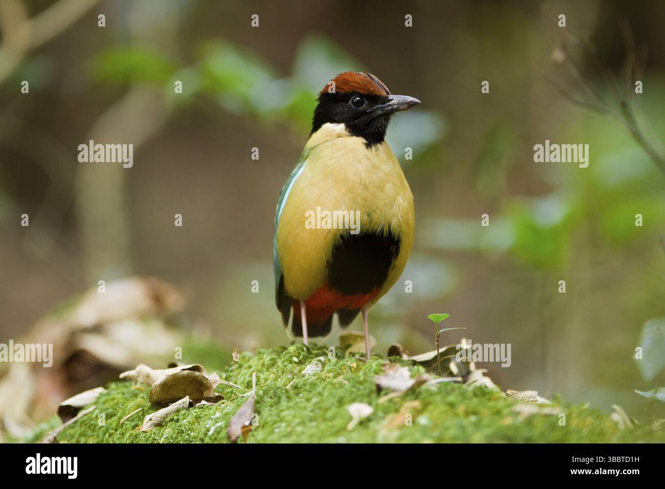 Noisy Pitta (Pitta versicolor), New South Wales, Australia, Oceania ...