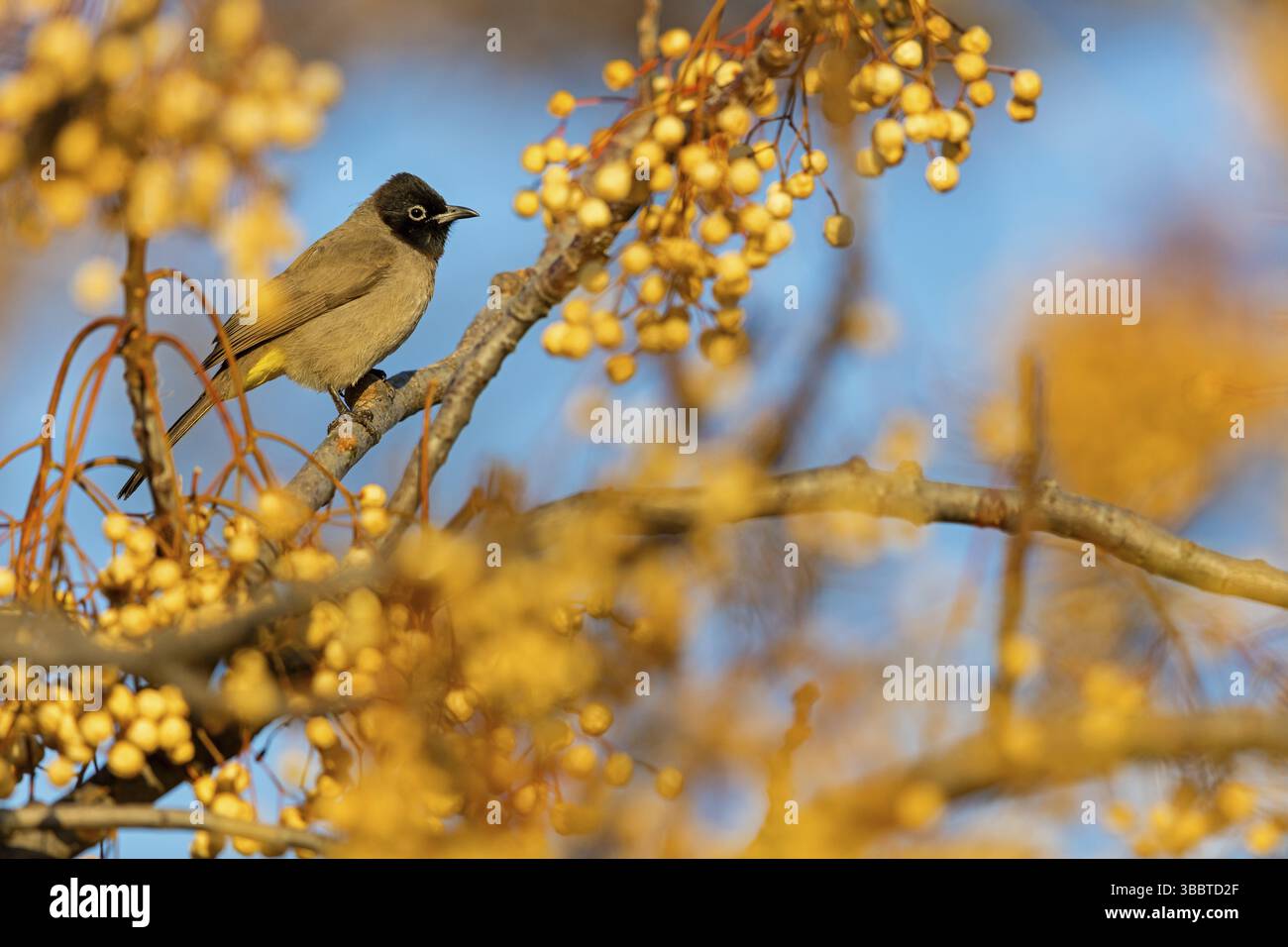 Gelbsteissbuelbuel, Yellow-vented Bulbul, White-eyed Bulbul, White ...