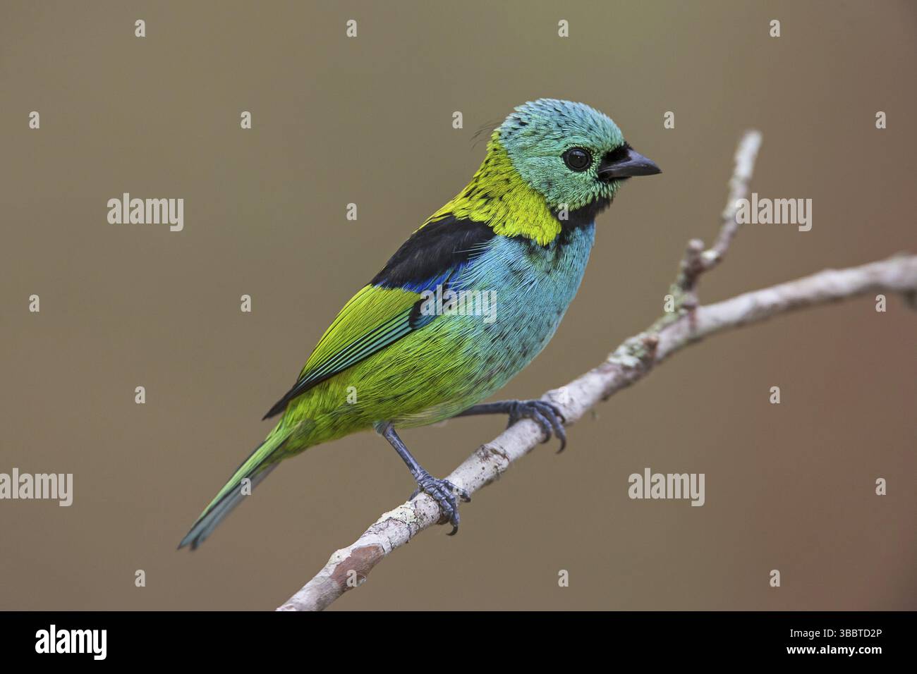 Green-headed Tanager (Tangara seledon Stock Photo - Alamy