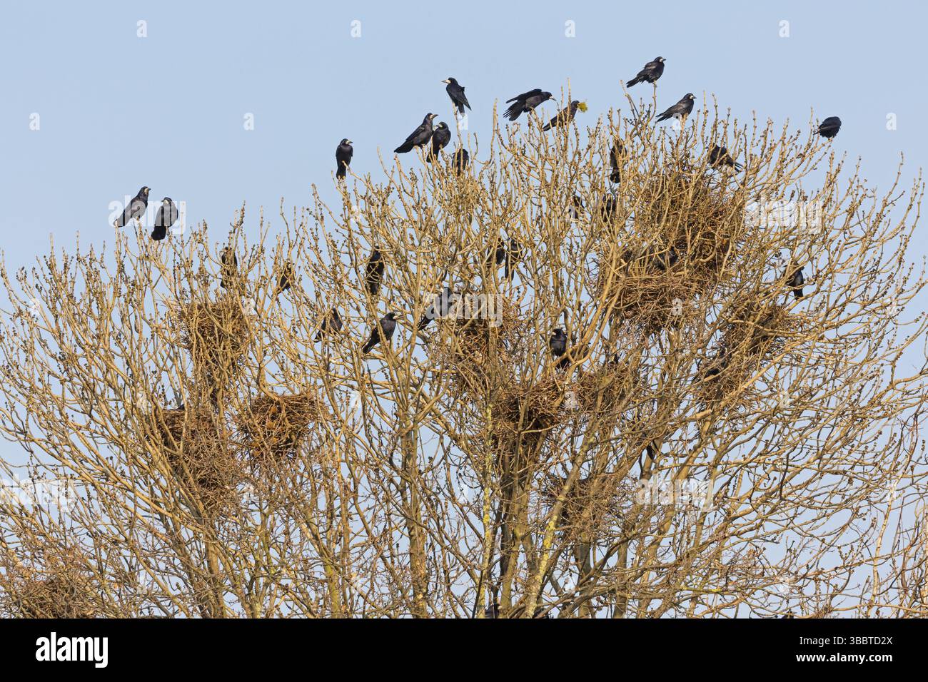 Saatkraehe, Rook, Corvus frugilegus, Corbeau freux, Graja Stock Photo ...