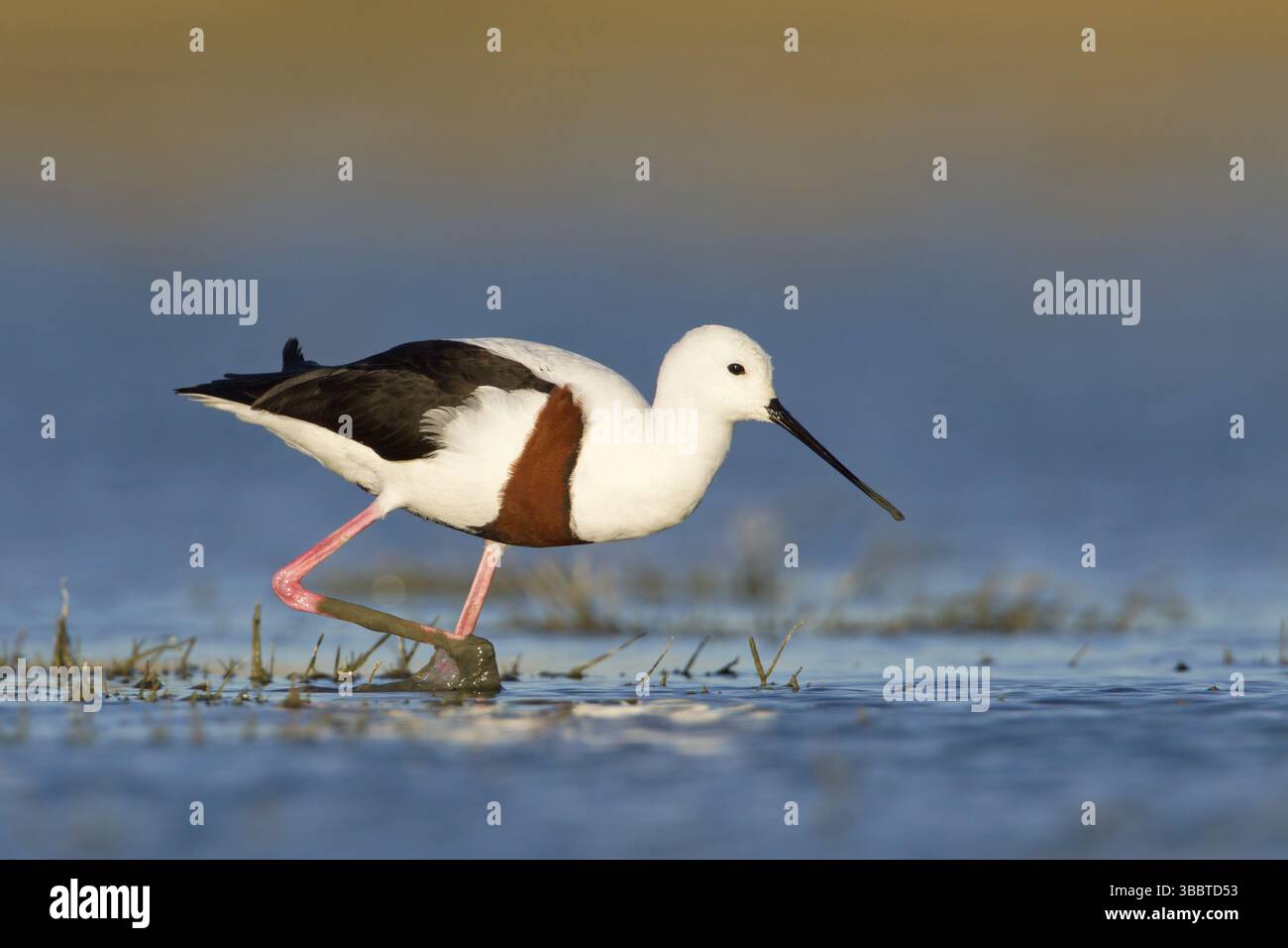 Banded Stilt (Cladorhynchus leucocephalus), Victoria, Australia ...