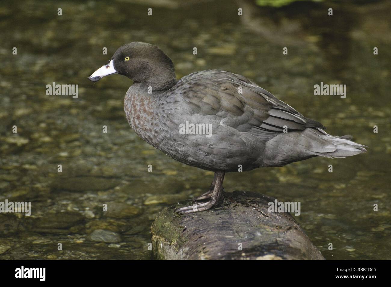 Blue Duck (Hymenolaimus malacorhynchos), New Zealand, Oceania Stock ...