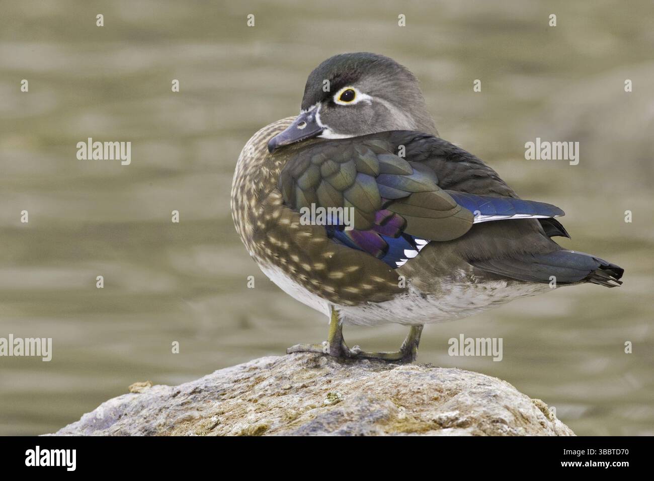 Wood Duck (Aix sponsa) female, New Mexico, USA, North America Stock ...