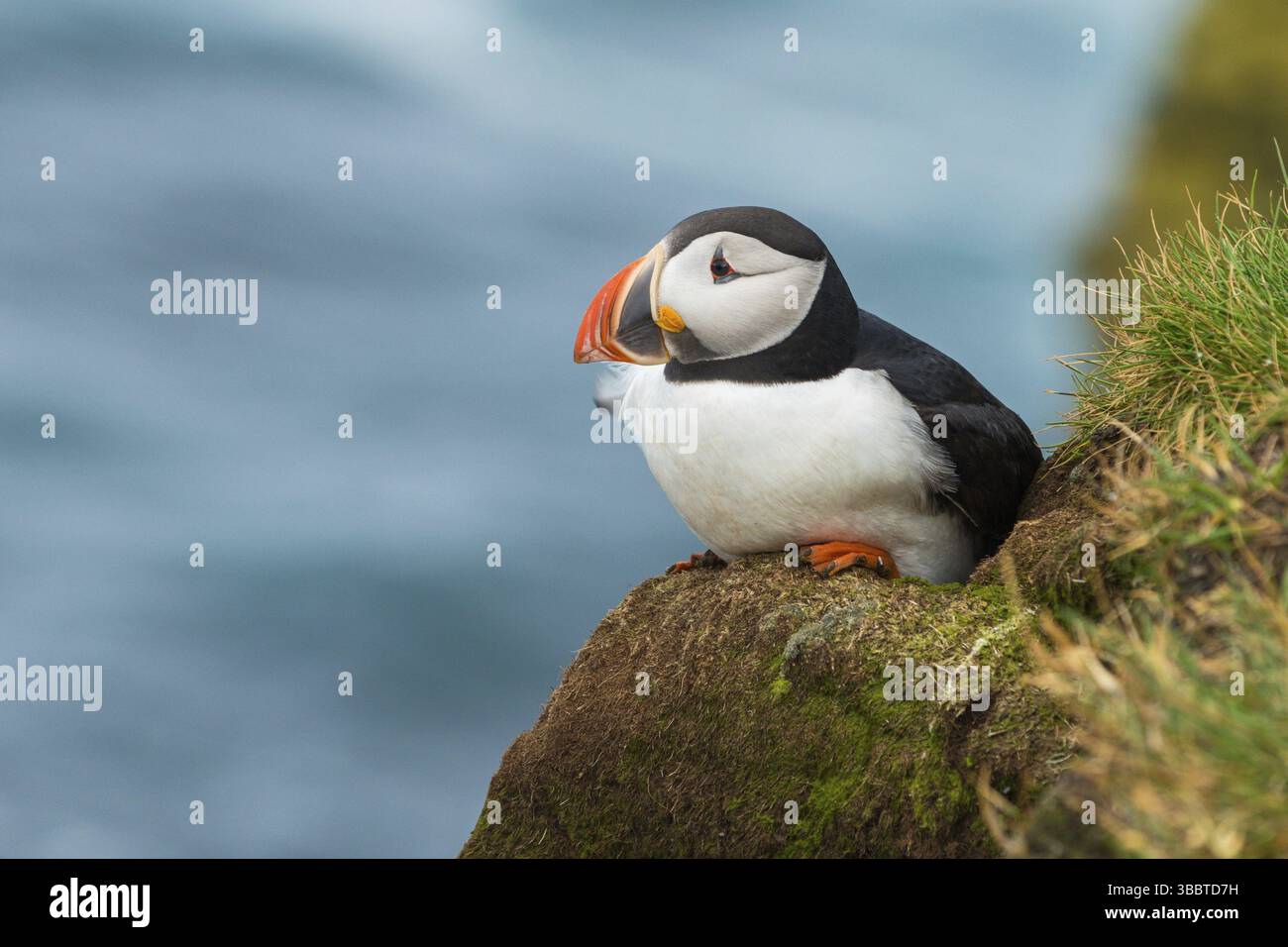 Atlantic Puffin (Fratercula arctica) on cliff, Iceland, Europe Stock ...