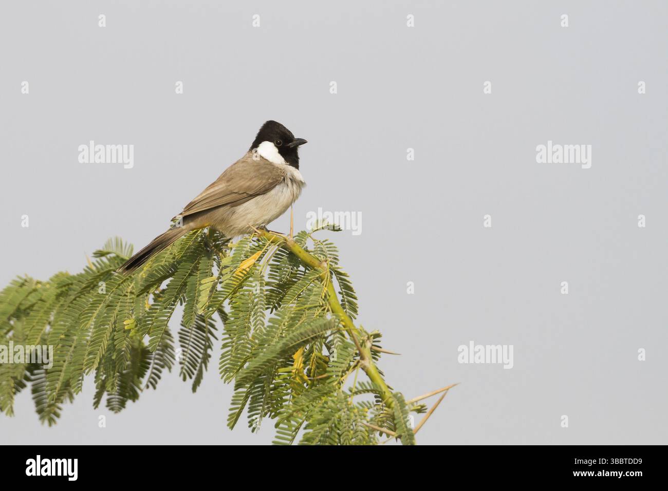 White-eared Bulbul (Pycnonotus leucotis), Oman, Asia Stock Photo - Alamy